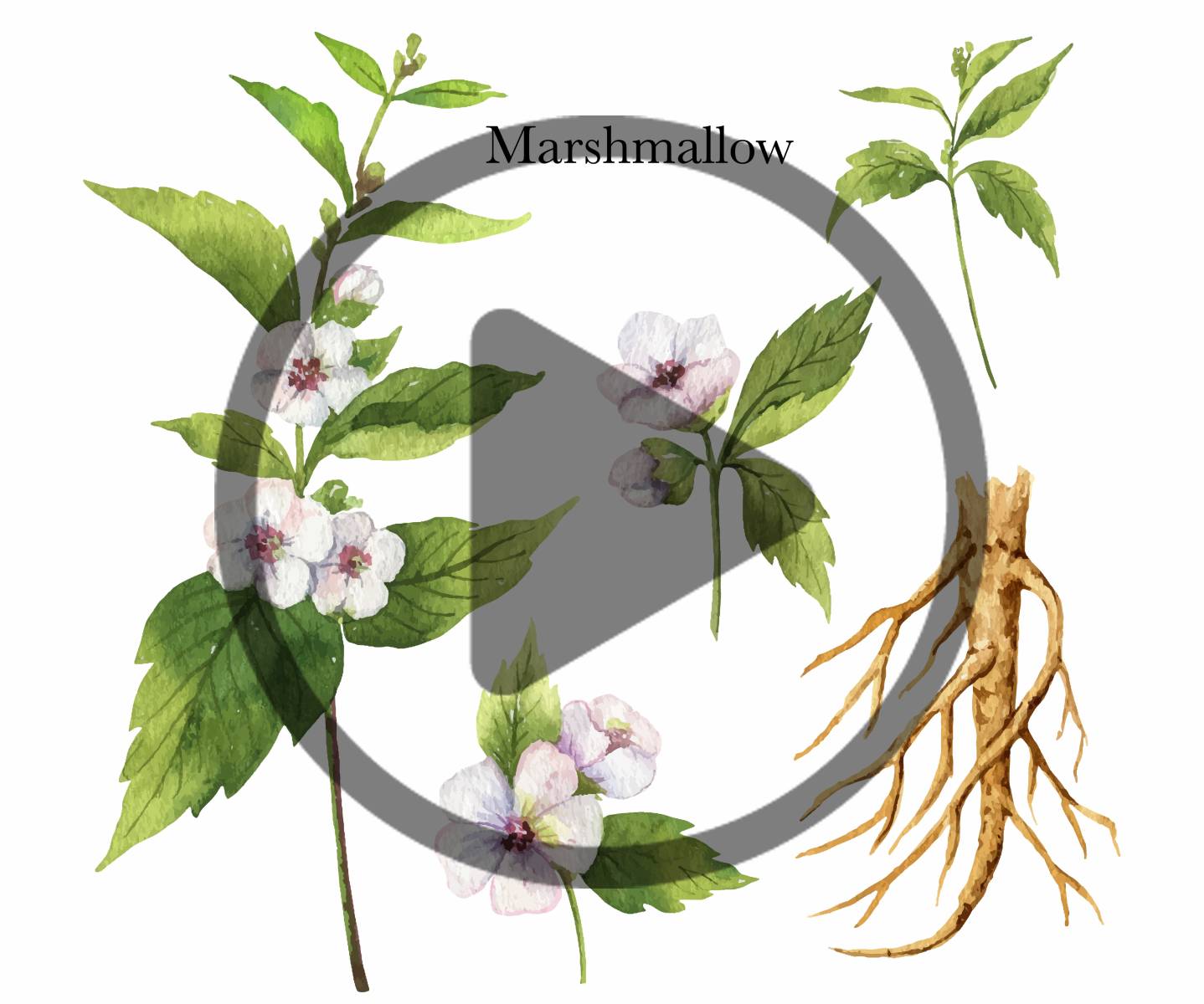 Heirlooms and Herbals: Marshmallow – Mother Earth News